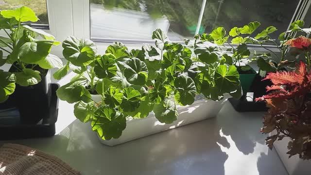 Как выглядит в мае герань выращенная, из семян.