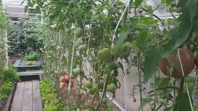 Биопрепараты против кладоспориоза, которыми я пользуюсь.