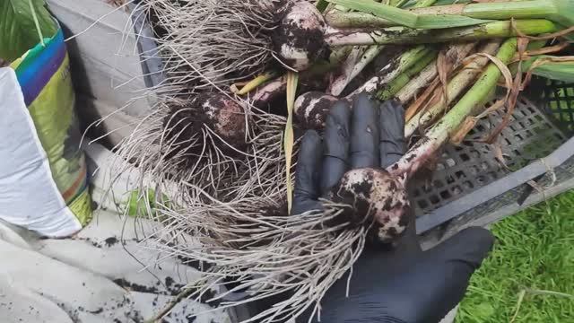 Убираю чеснок. Как ухаживаю за чесноком, Чем подкармливаю.