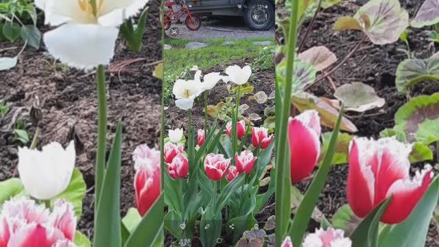 Сажаю тюльпаны.