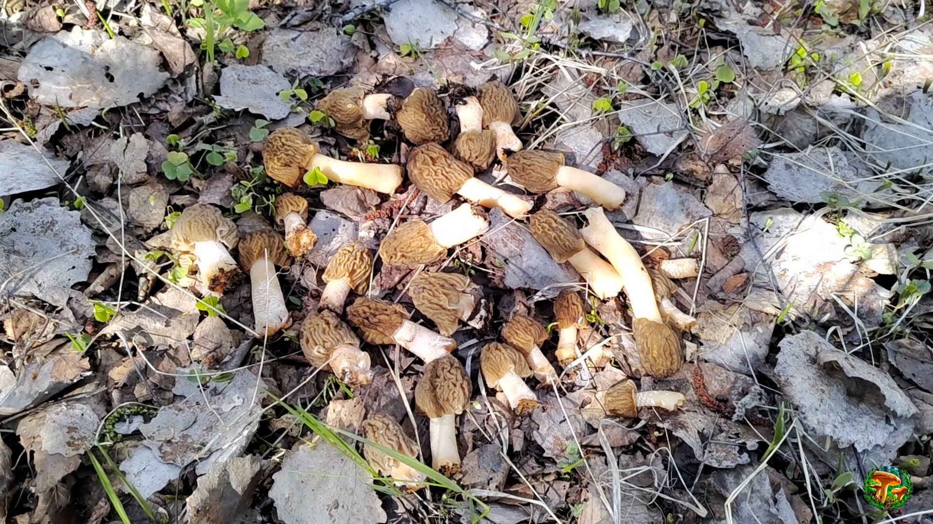 Ура! Шапочки пошли в рост! Весна 2025!