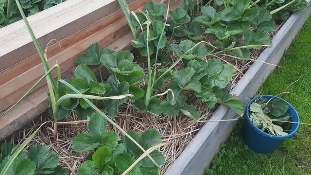 Уход за клубникой после сбора урожая. Чем подкармливаю, как борюсь с болезнями и вредителями.