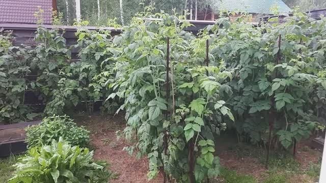 Уход за малиной, подкармливаю и мульчирую.Томат Златовласка.