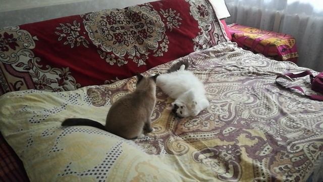 Кошки бесятся