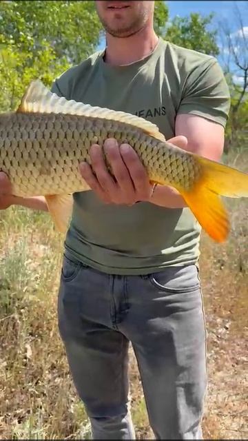 Наконец сазан начал клевать...