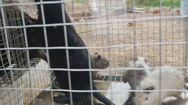 Подсобное хозяйство. Выращиваем нутрий.