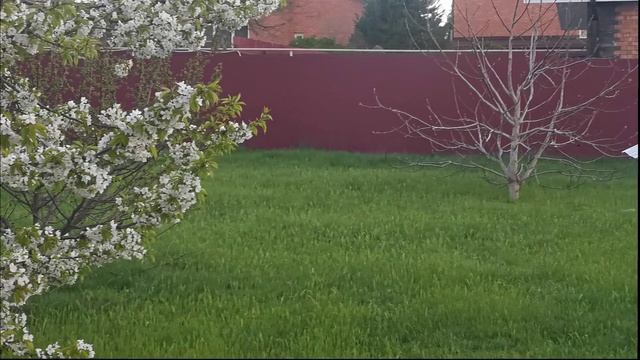 Цветущая черешня, голый орех и вечнозелёная ель