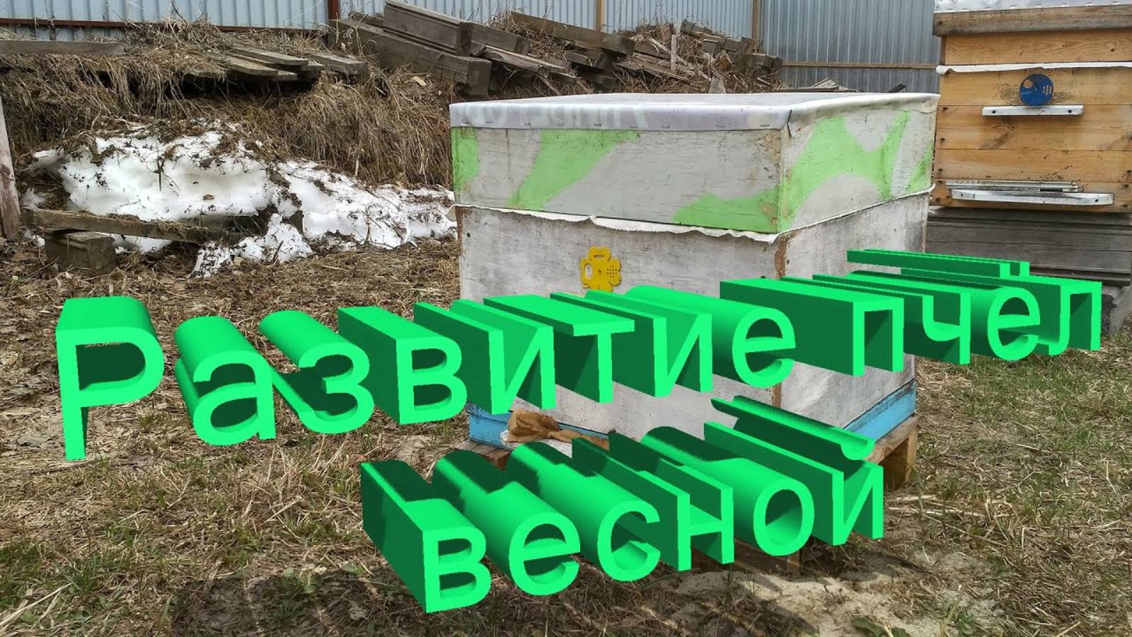 Весеннее развитие пчёл: КРИТИЧЕСКИ важные правила от профессора Кашковского