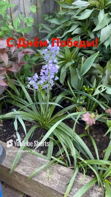 С Днём Победы, друзья!