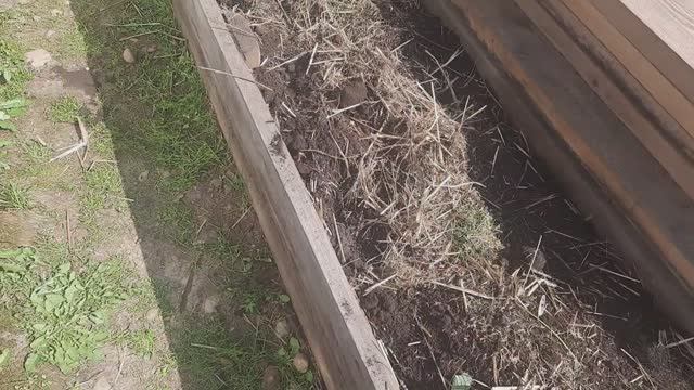 Как готовлю грядку под посевы.