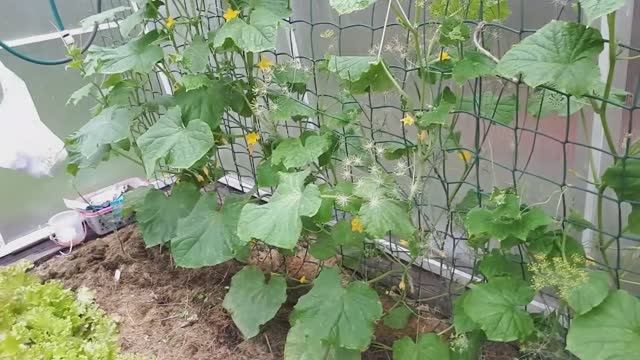 Как помочь огурцам в холода.