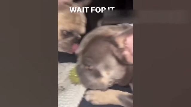 Приколы с котами! Смешная озвучка животных! Смешные коты!