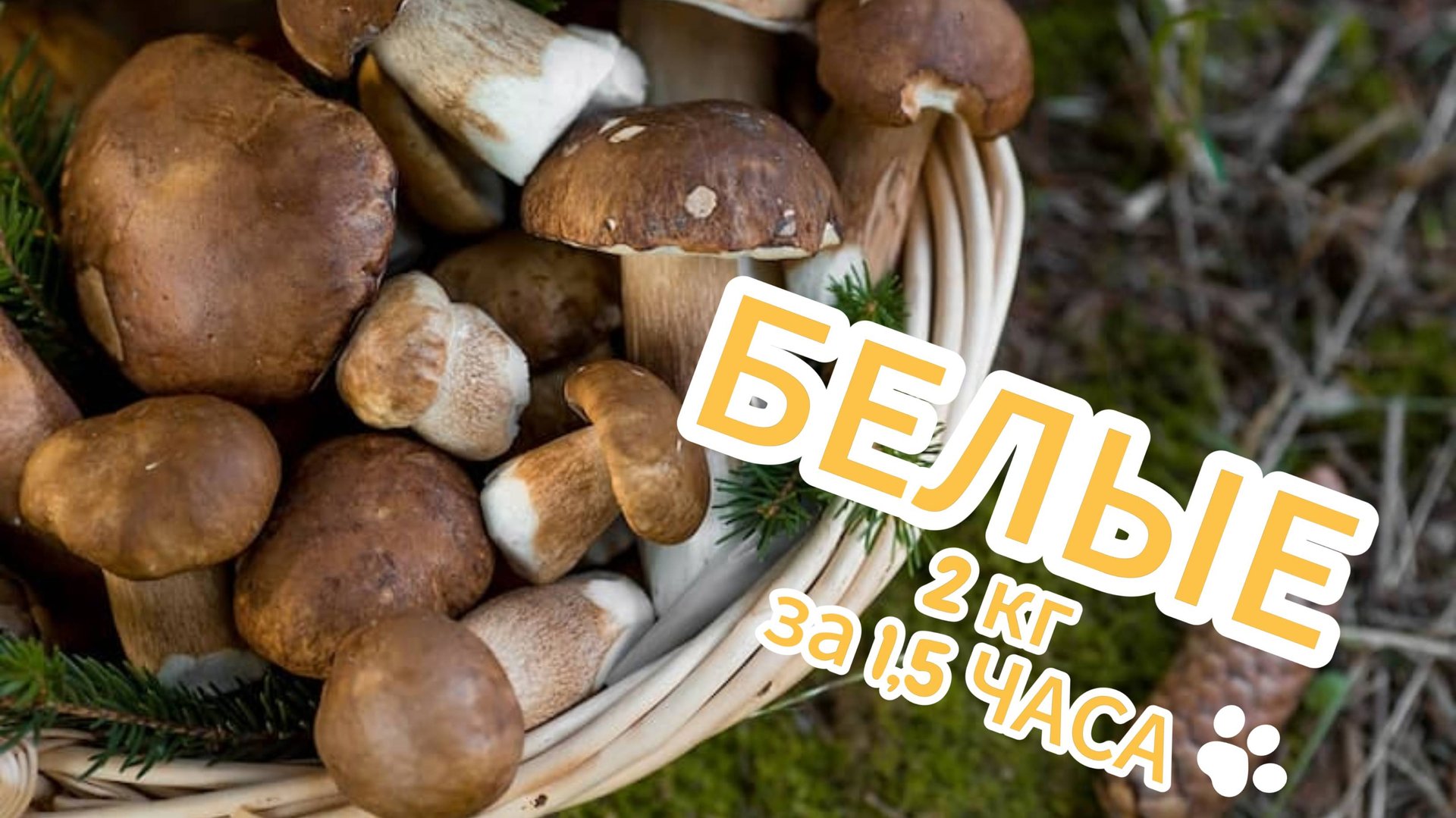 БЕЛЫЕ ГРИБЫ_НАШЛИ ГРИБНОЕ МЕСТО_ПОСЛЕ ДОЖДЕЙ МНОГО БЕЛЫХ