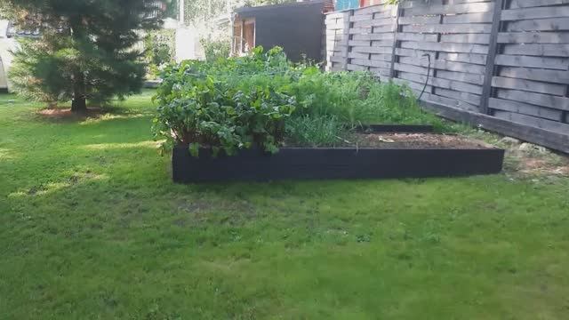 Повышаю плодородие почвы на дачном участке.