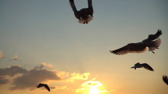 Когда волна, моля велеречиво