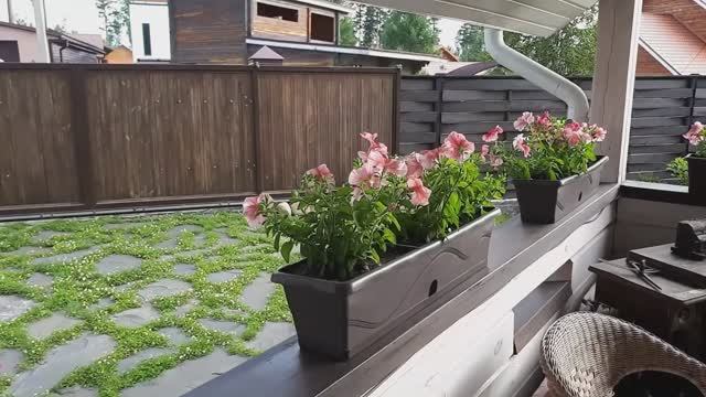 Как ухаживаю за цветами. Цветы перенесли холодные дожди по-разному.