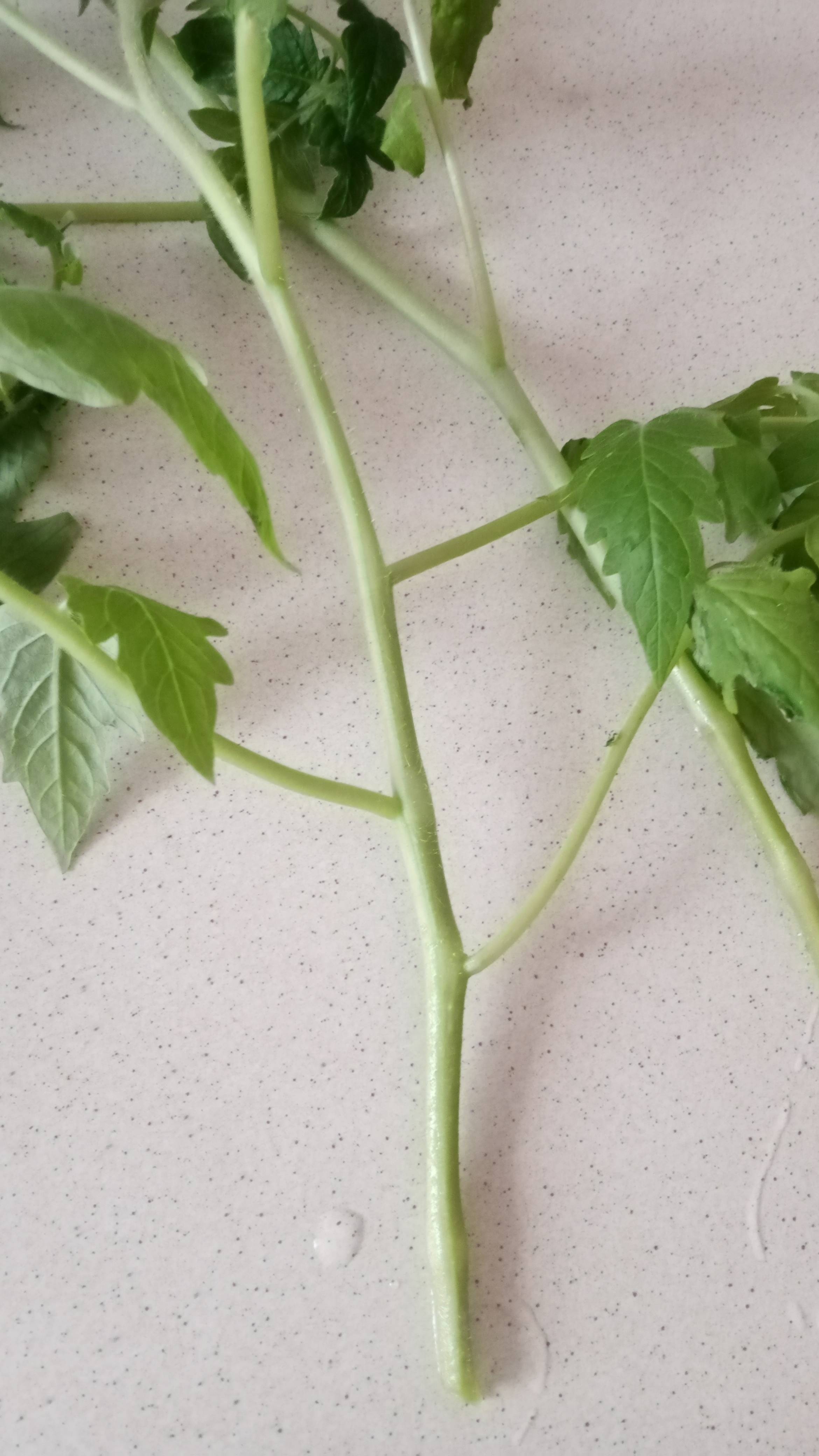 Сломался саженец? Не спешите выбрасывать.