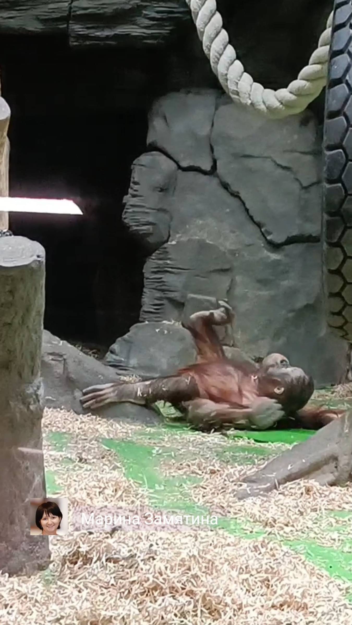 Орангутан танцует брейк данс.