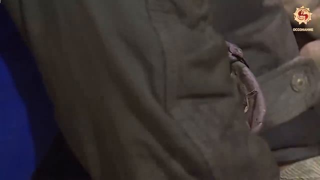 Ролик №32. КАРТОФЕЛЬ - ЗАЧЕМ НАС ЗАСТАВИЛИ ЕГО ЕСТЬ 5 причин пересмотреть отношение к картошке