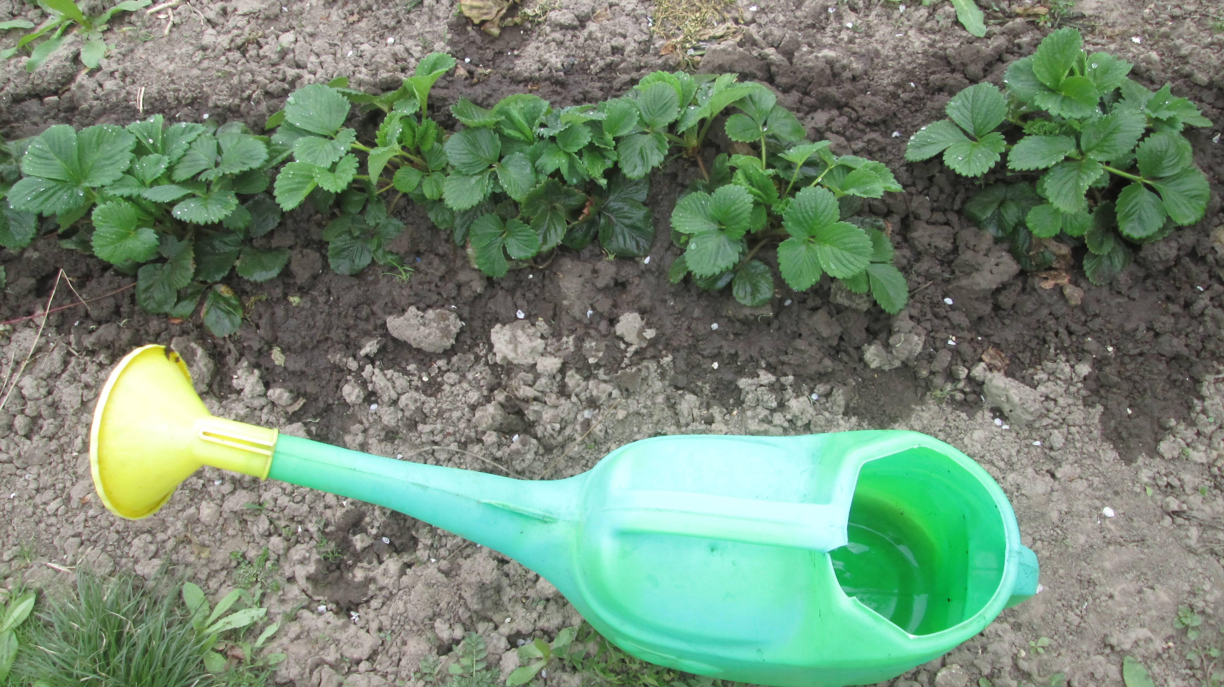 Подкормка клубники весной