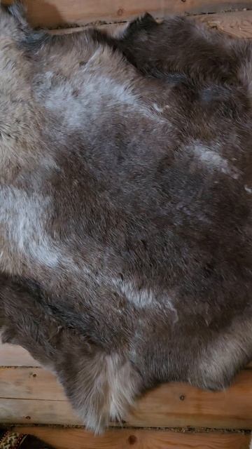 В гостях у оленеводов Сопочиных