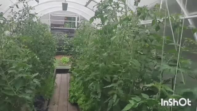 Подкармливаю  томаты. калий, кальций, фосфор, микроэлементы - все , что нужно.