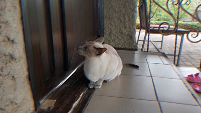 Кошачий джаз /\_/\ Cat Jazz for EA 🌧️🎷🐱