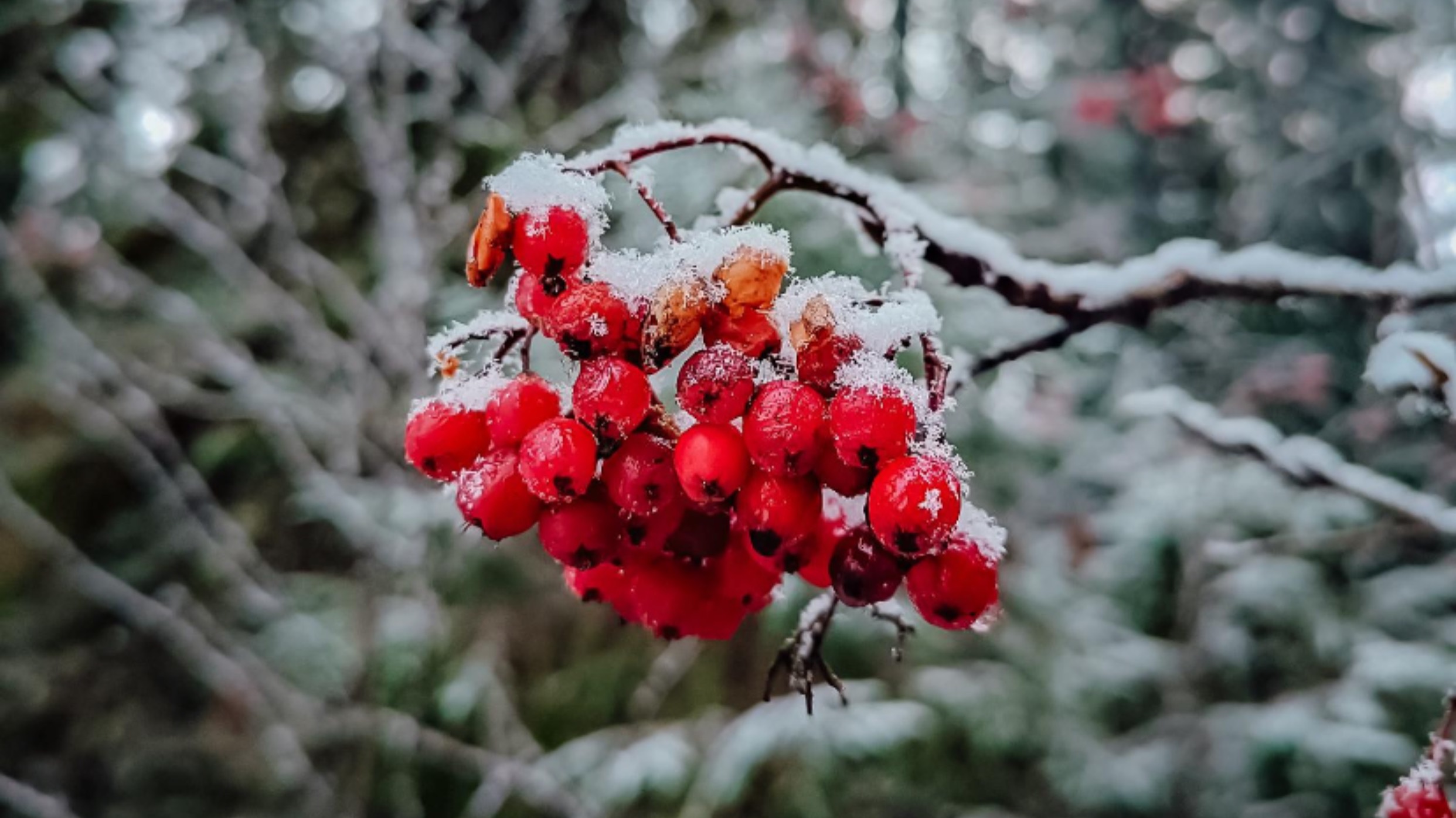 Первый снег, обнял желтые листья сонной осени