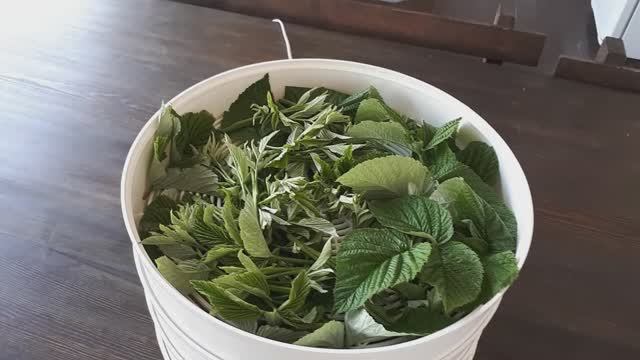 Не выбрасывайте макушки кустов малины!