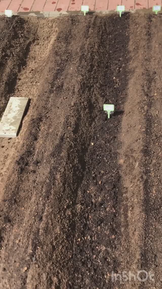 Тёплая грядка - как достичь большого урожая.