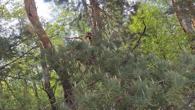 *ВОЙ ПОКОЙНИКА В ЛЕСУ* 
фильмы, ужасы, кино, фильм, смотреть онлайн, лучшие фильмы, новинки кино, за