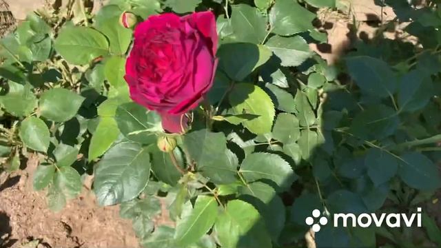 Английская роза Дэвида Остина Фальстаф, 2022