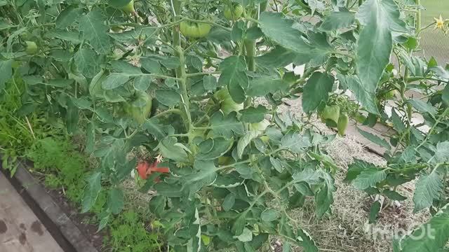 Как я поливаю замульчированные грядки с томатами в теплице.