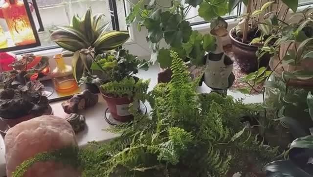 пятничный влог - о книгах, духах, прогулках, покупках. Рената Смирнова. 2025