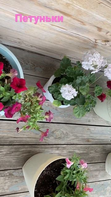 Петунии выращенные из семян