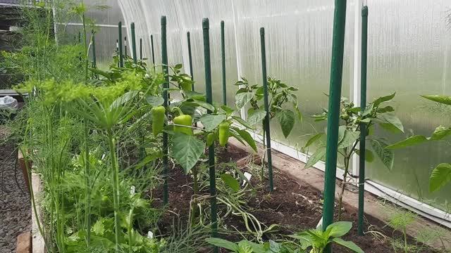 Как я поливаю сладкий перец в теплице.