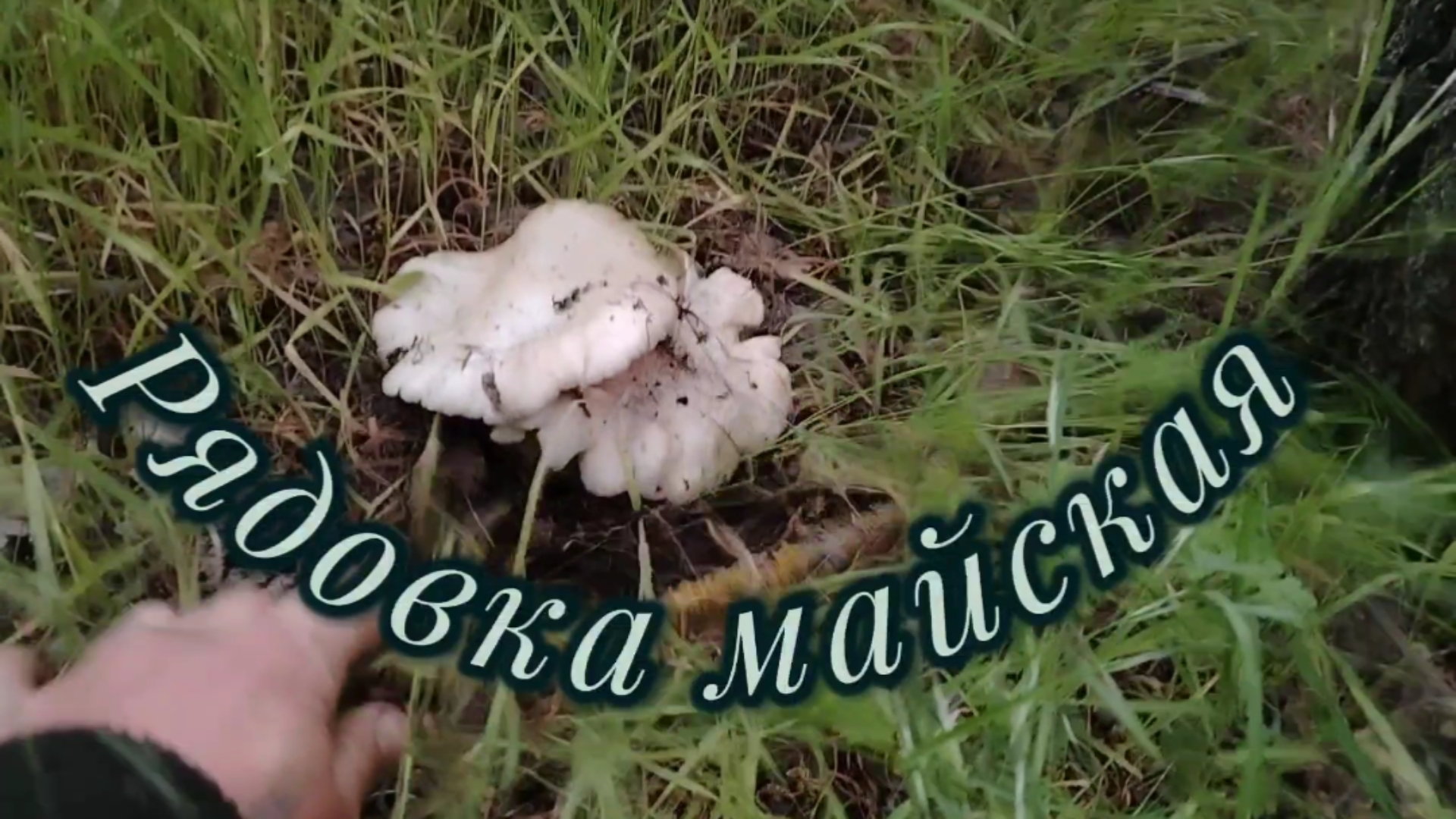 Майская рядовка в этом году