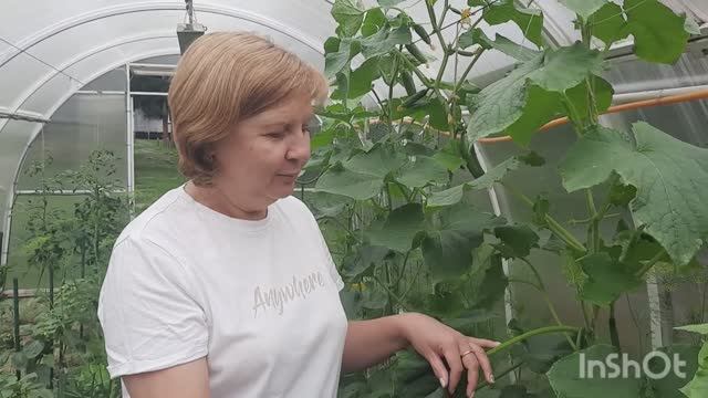 Что я делаю, чтобы быть с огурцами С мая по октябрь.