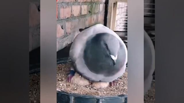 Семейная  жизнь как  она  есть у братьев младших