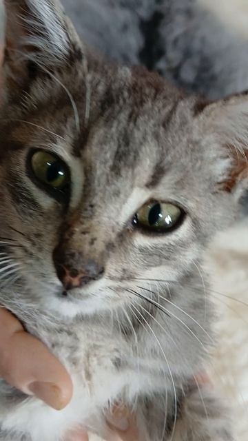 Котик Кузенька