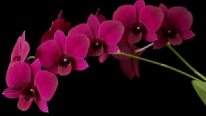 П-5. Ч-3. Групповая посадка дендрофалов Thailand Black. Новичок из 5 посылки,  домашние реанимашки.