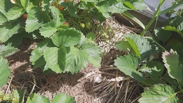 Что я делаю с клубникой в период плодоношения. Какие работы, чем подкармливаю.