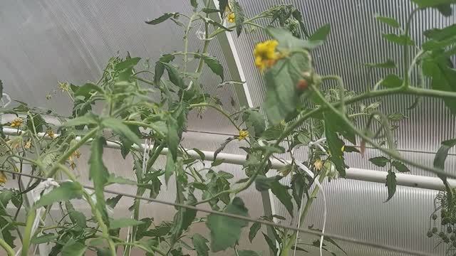 Как продляю плодоношение томатов в теплице.