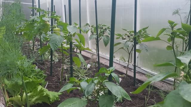 Обзор моих перцев 6 июня.