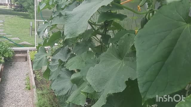 Обзор огурцов, перцев, баклажанов третьего июля.