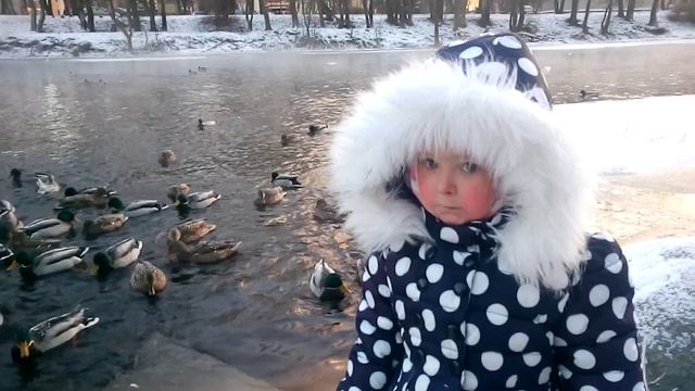 Кормим уток. 6 января 2017