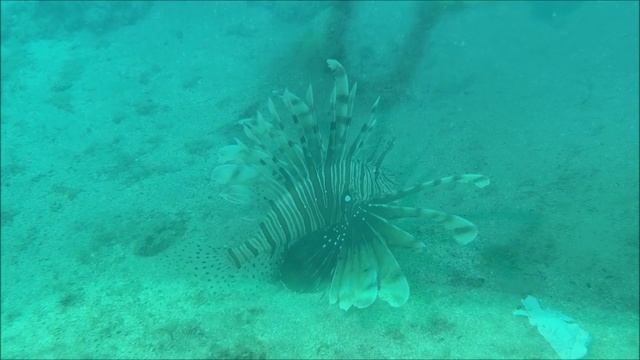 Погружение в районе готов. Кемер. Апрель, 2025 г.