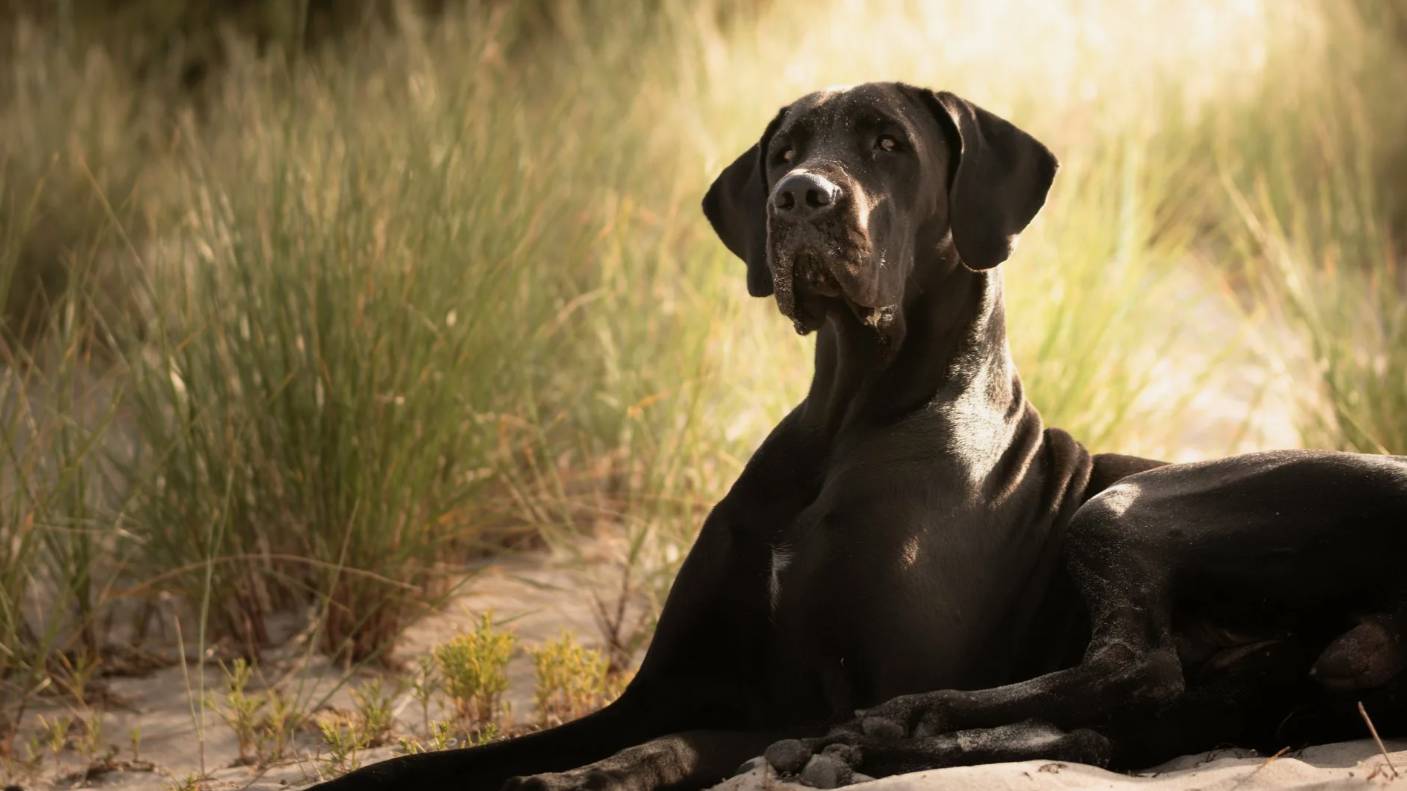 Породы собак: Доберманы и Доги
