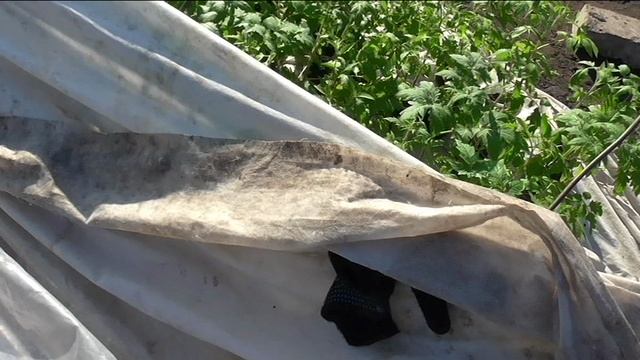 Рассада в парничке