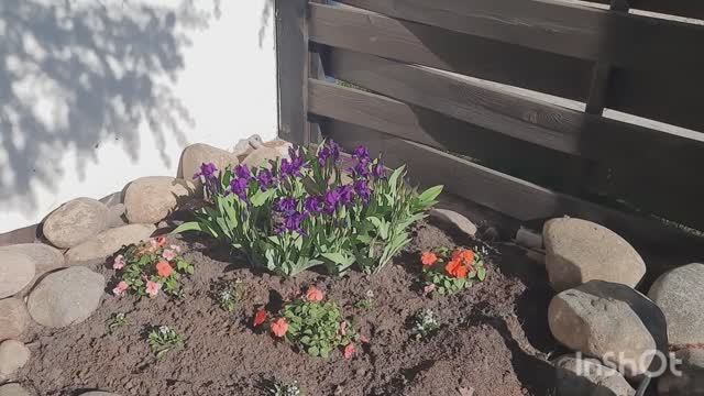 Высадила свои герани и бальзамины, выращенные из семян, в вазоны и клумбы.